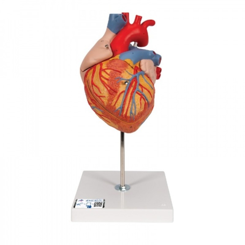 3B Scientific Multi-Part Human Heart Model - LabWorld.co.uk